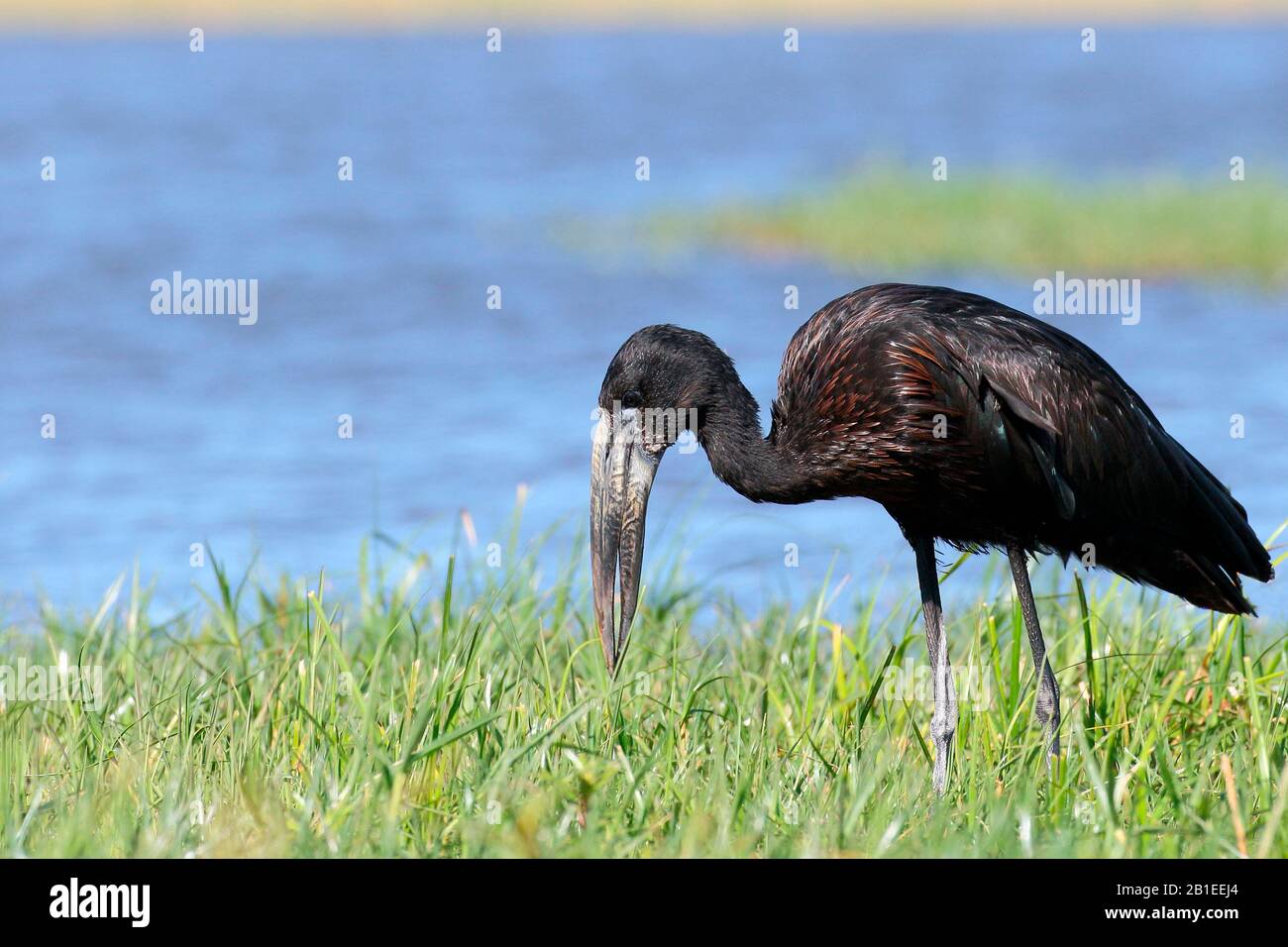 African Openbill (Anastomus lamelligerus) Bridal adult prospecting in a ...