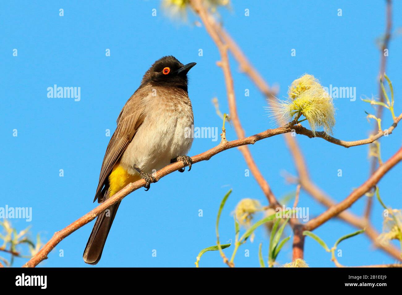 African Red Eyed Bulbul