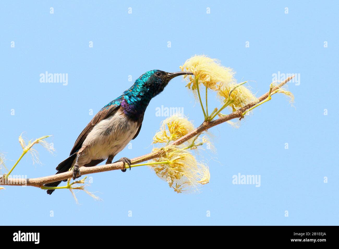 White-bellied sunbird (Cinnyris talatala) male feeding on nectar in a ...
