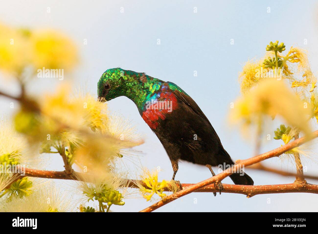 Marico sunbird (Cinnyris mariquensis) male feeding on nectar in a ...