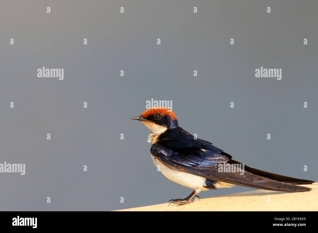Wire-tailed swallow (Hirundo smithii) adult resting, Botswana Stock ...