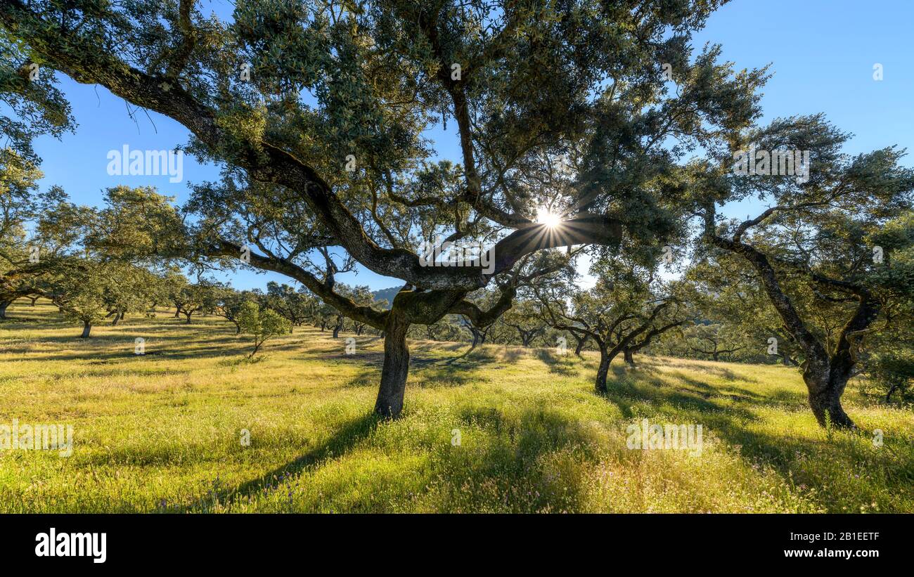 Typical landscape of dehesa in Estramadura, Spain. A dehesa is an agro ...