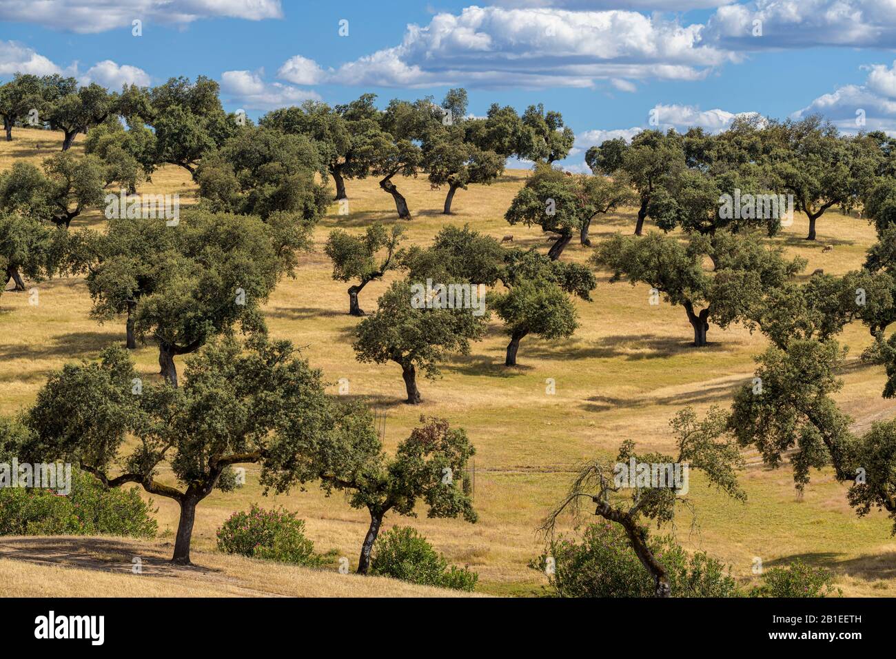 Typical landscape of dehesa in Estramadura, Spain. A dehesa is an agro ...