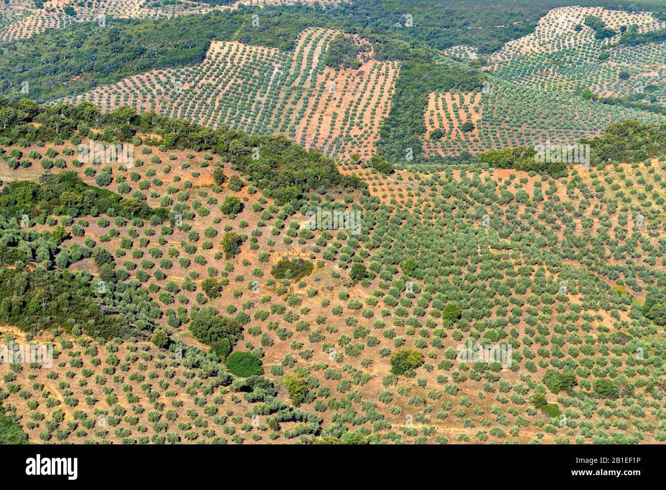 Intensive cultivation of olive trees in Estramadura. GeoPark of ...