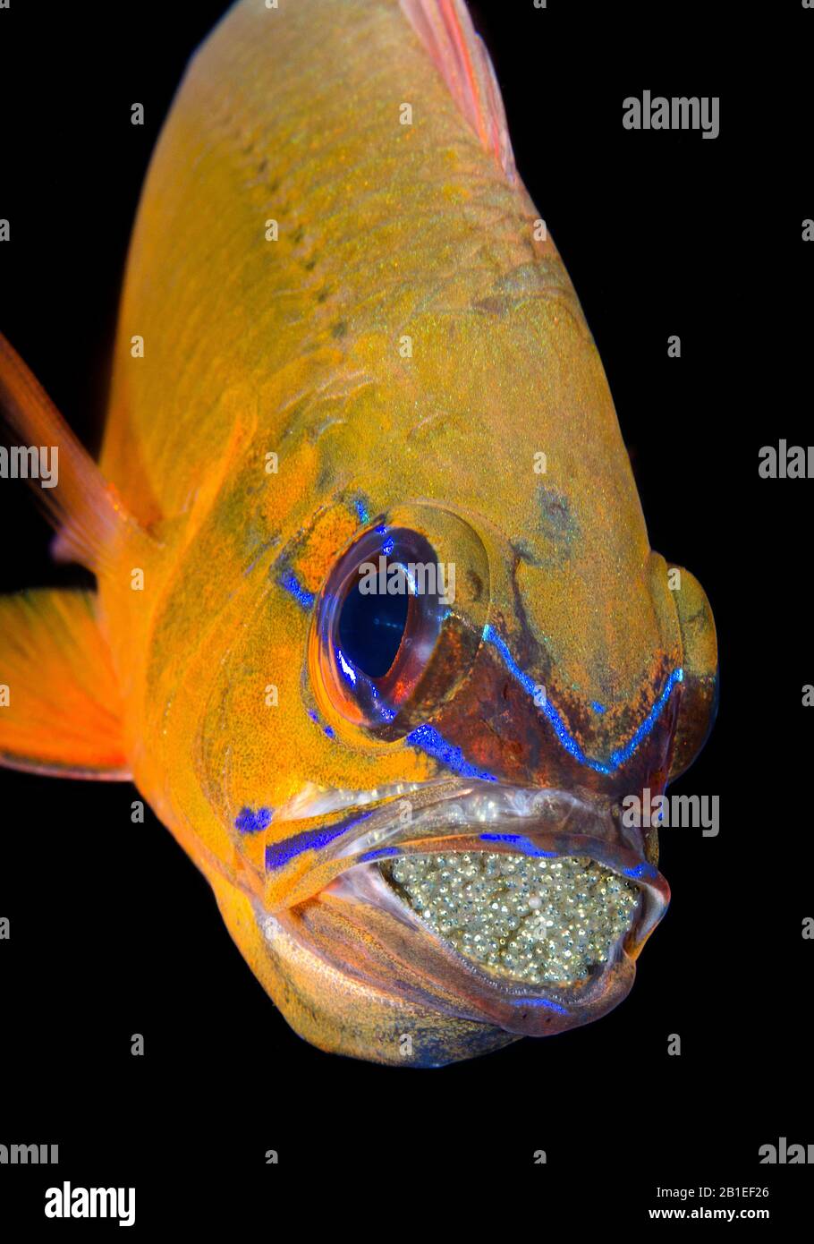 Apogon aureus hi-res stock photography and images - Alamy