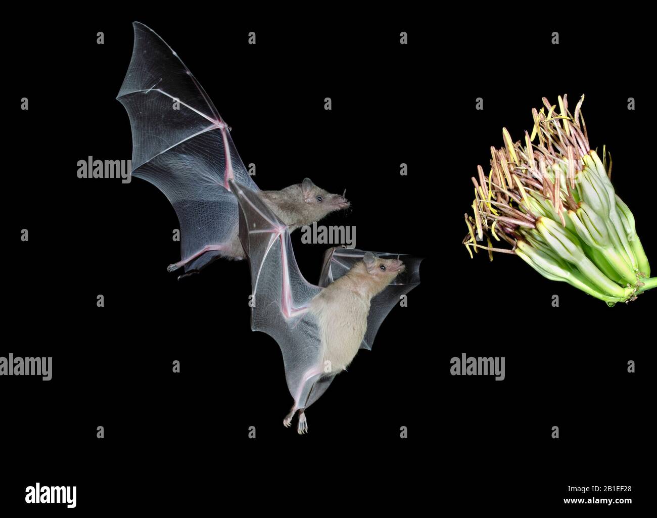 Lesser long nosed bats hi-res stock photography and images - Alamy