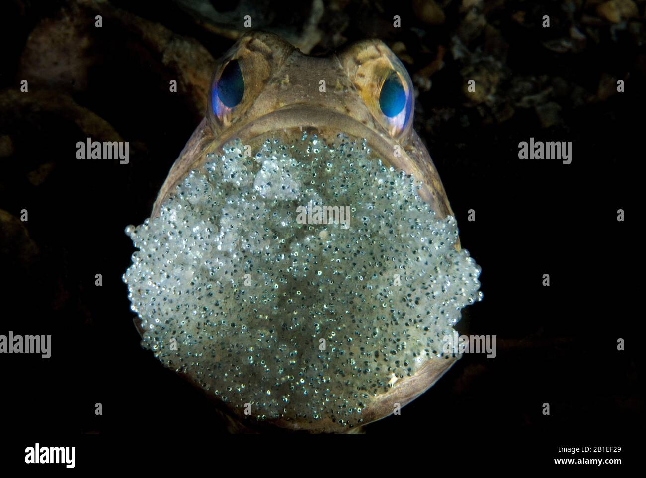 Jawfish Eggs Mouth High Resolution Stock Photography and Images - Alamy