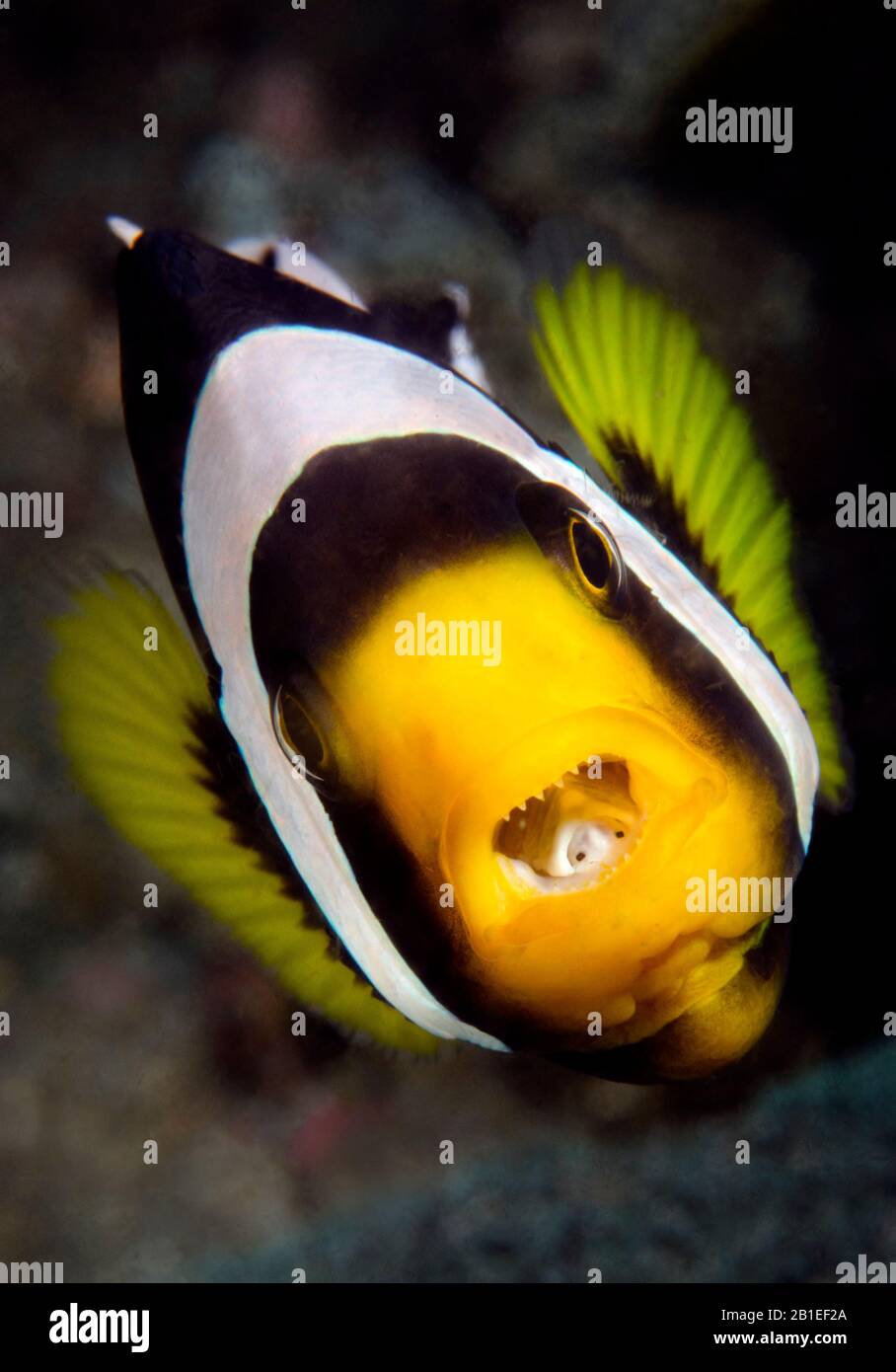 Parasites in water High Resolution Stock Photography and Images - Alamy