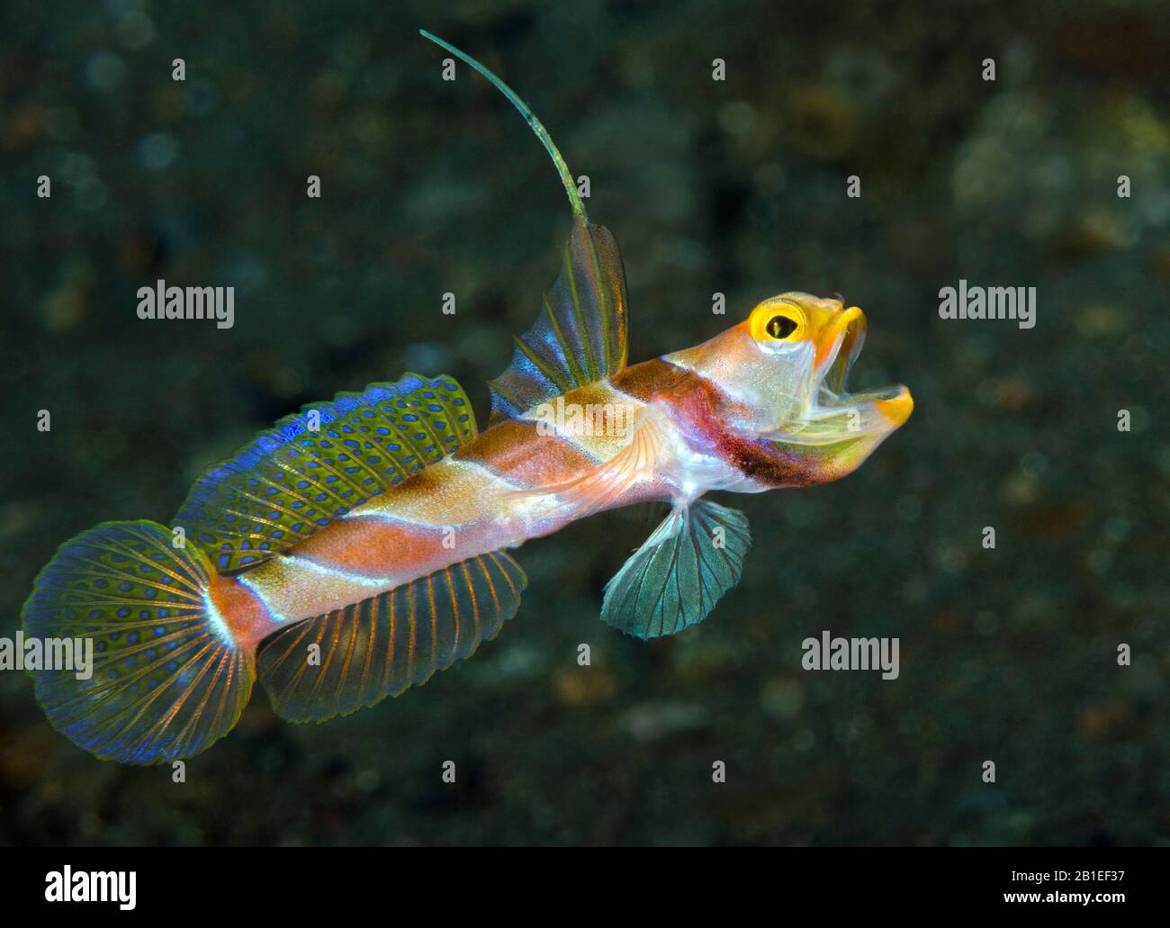 Coral shrimp fish hi-res stock photography and images - Alamy