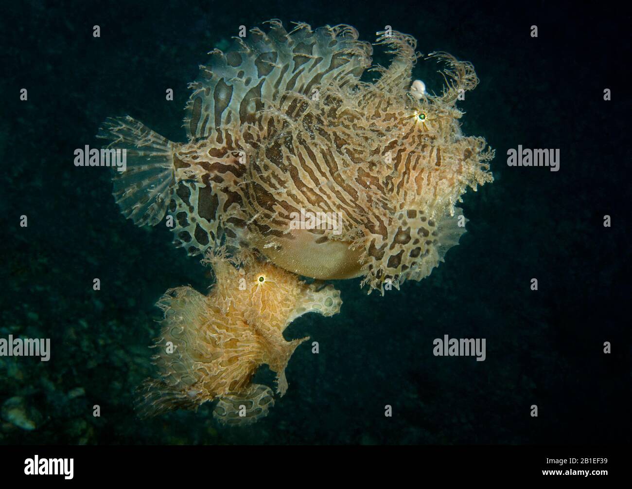 Profile portraits female hi-res stock photography and images - Alamy