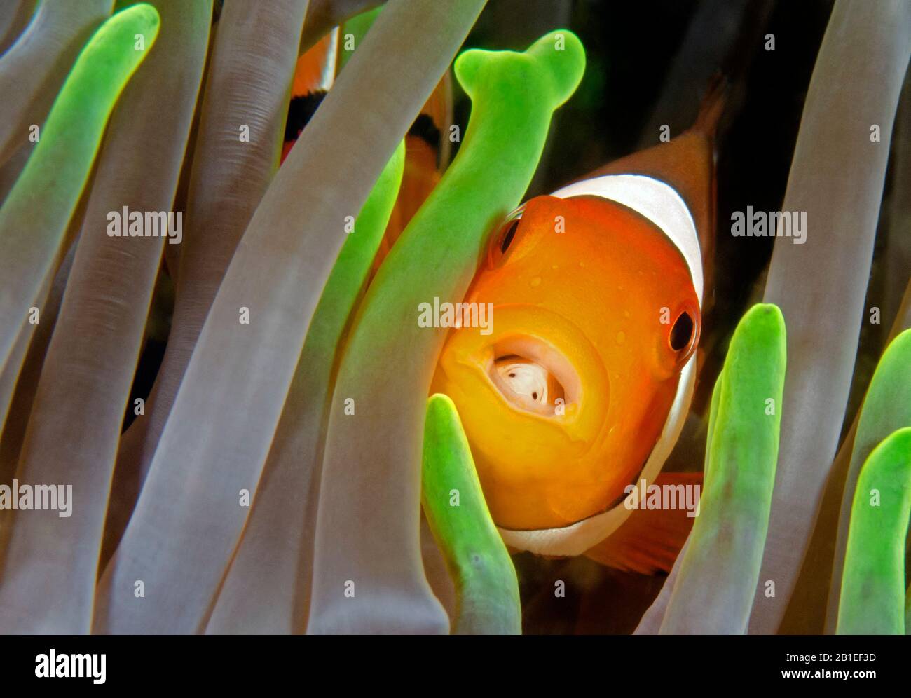 Parasites in water High Resolution Stock Photography and Images - Alamy