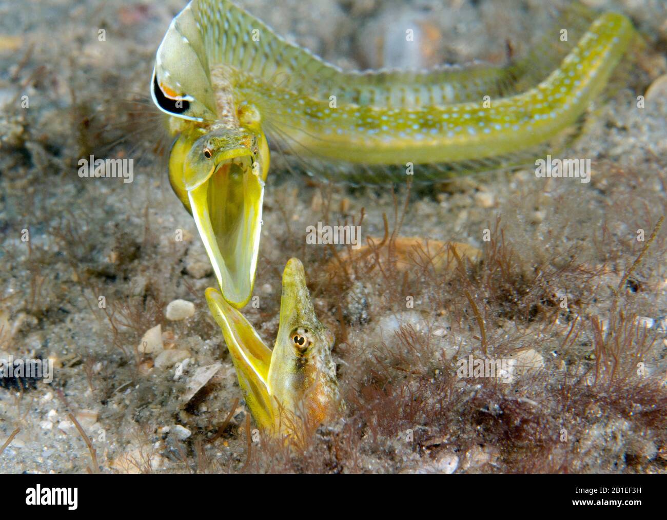 Territorial fish hi-res stock photography and images - Alamy