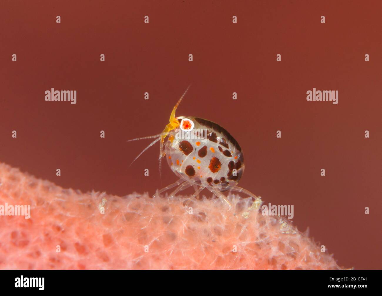 Gammarid Amphipod High Resolution Stock Photography and Images - Alamy