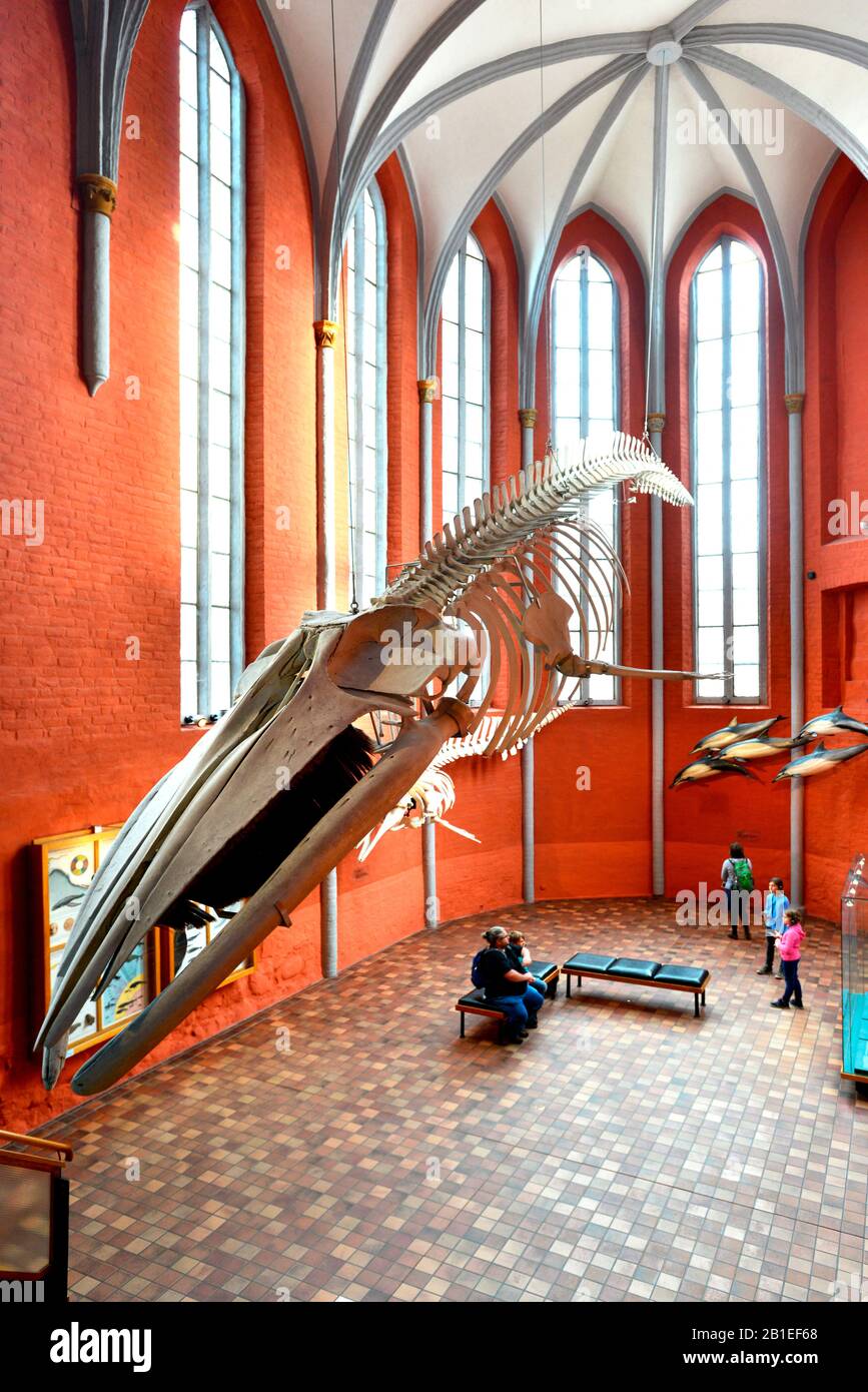 The Stralsund Museum has various collections such as the natural ...