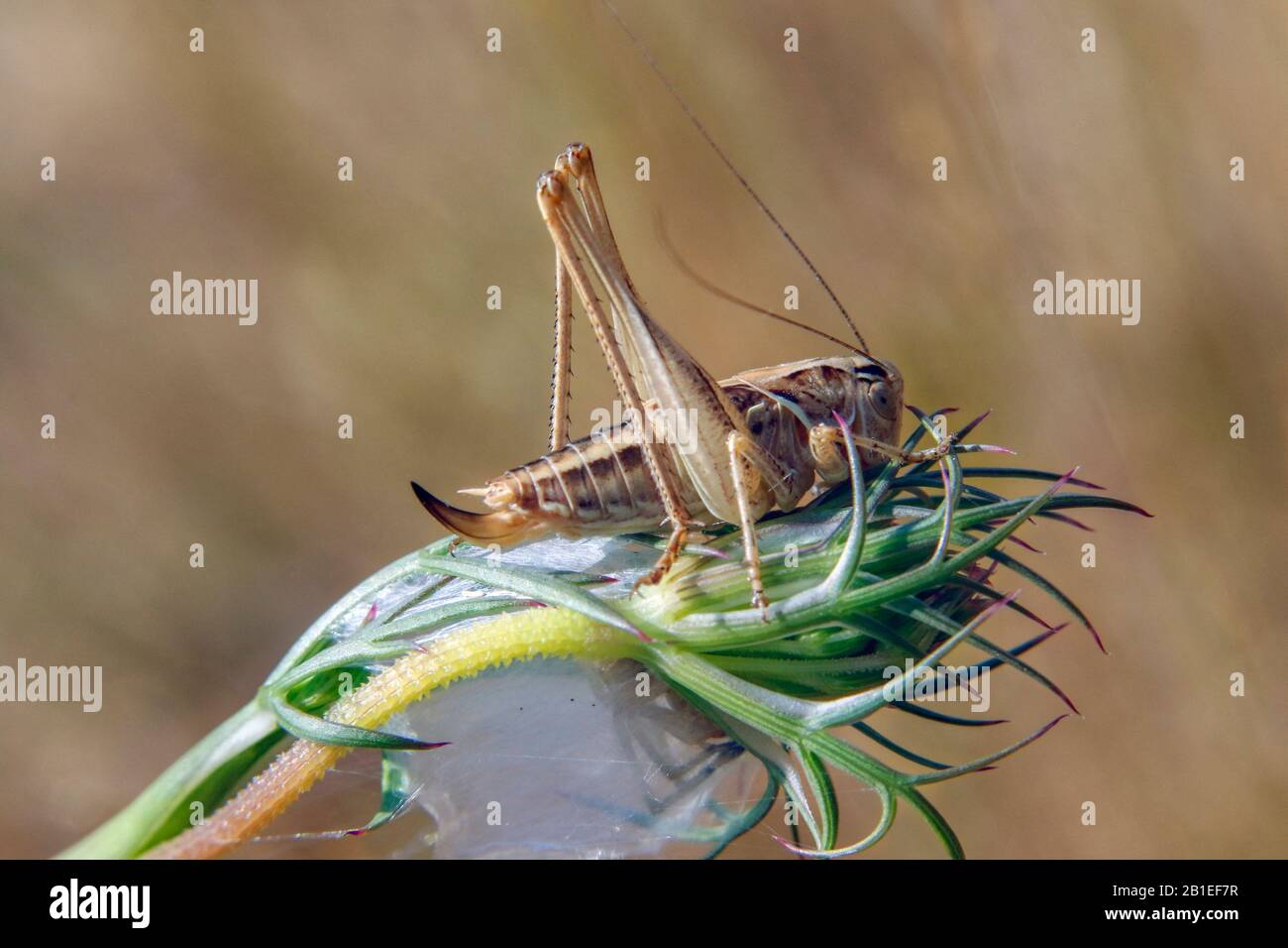 White-faced bush Cricket (Decticus albifrons) Young female on ...