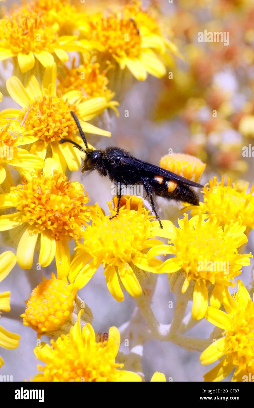 Hairy Flower Wasp (Scolia hirta) on flowers for foraging at the end of ...
