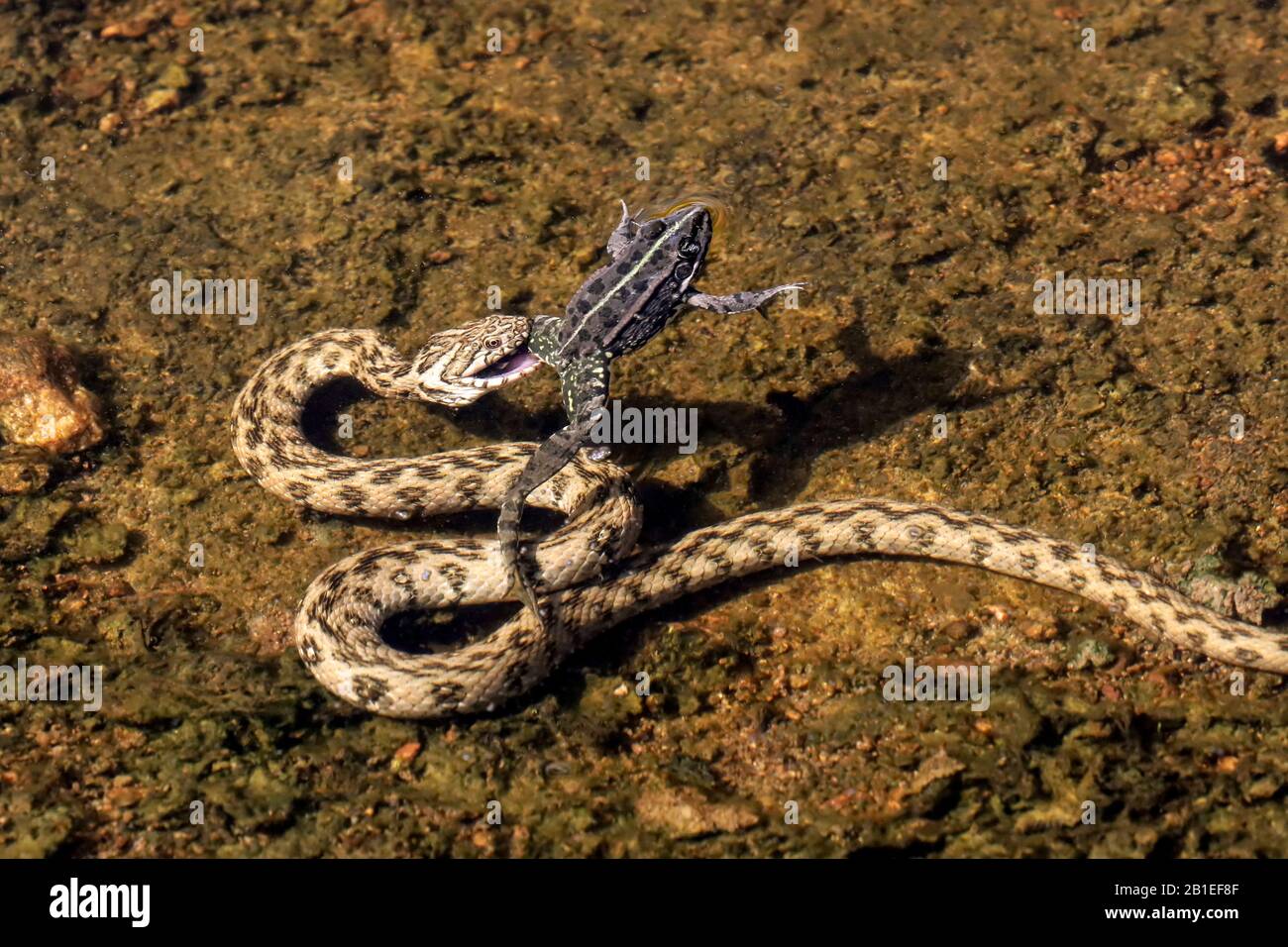 Viperine Water Snake (Natrix maura), predation of a Lowland Frog ...