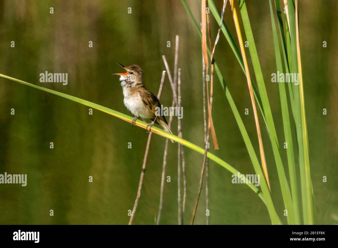 Great Reed Warbler (Acrocephalus arundinaceus) singing on a reed in ...