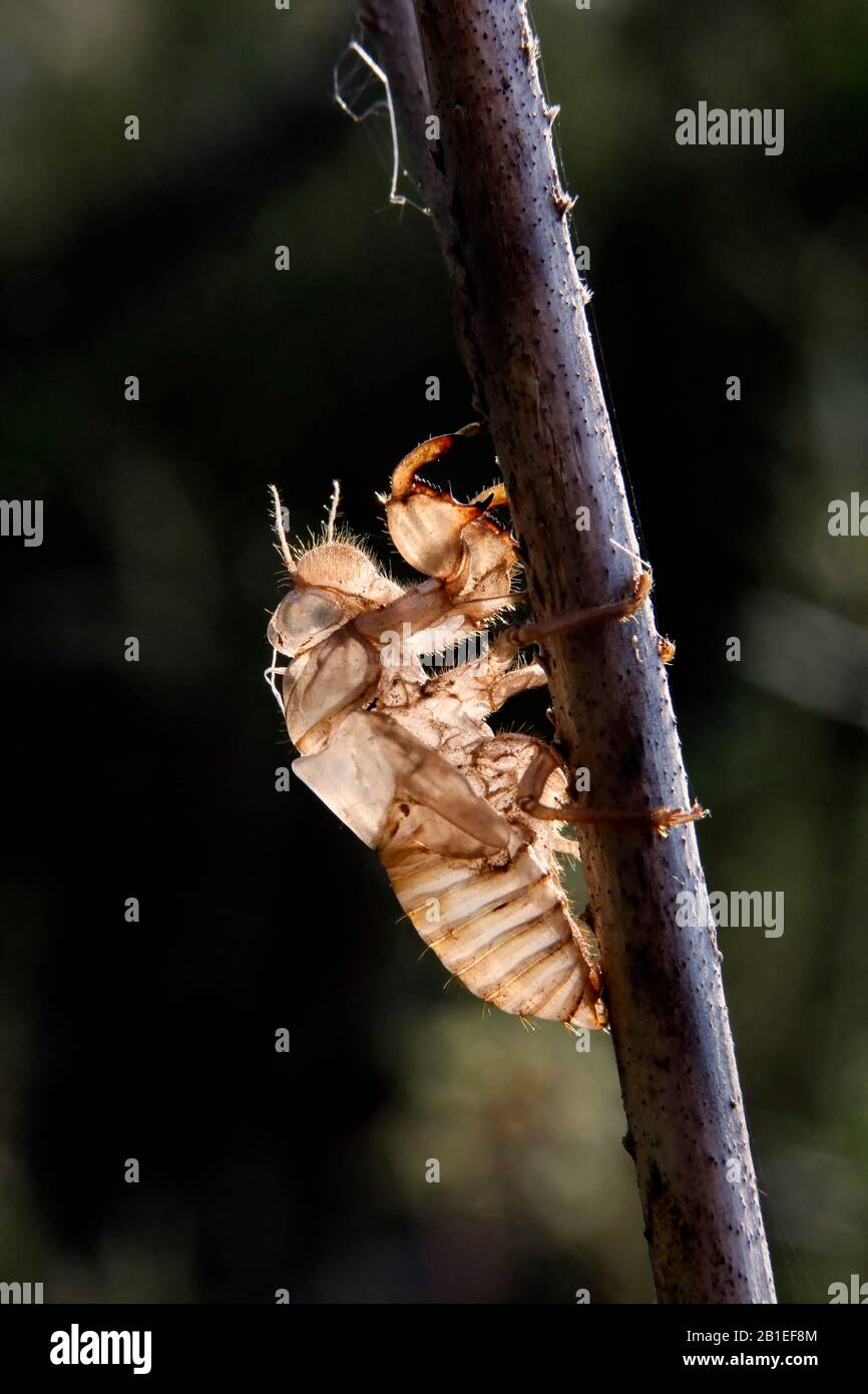 Gray cicada (Cicada orni), exuvia hung on a stem of asphodel in summer ...
