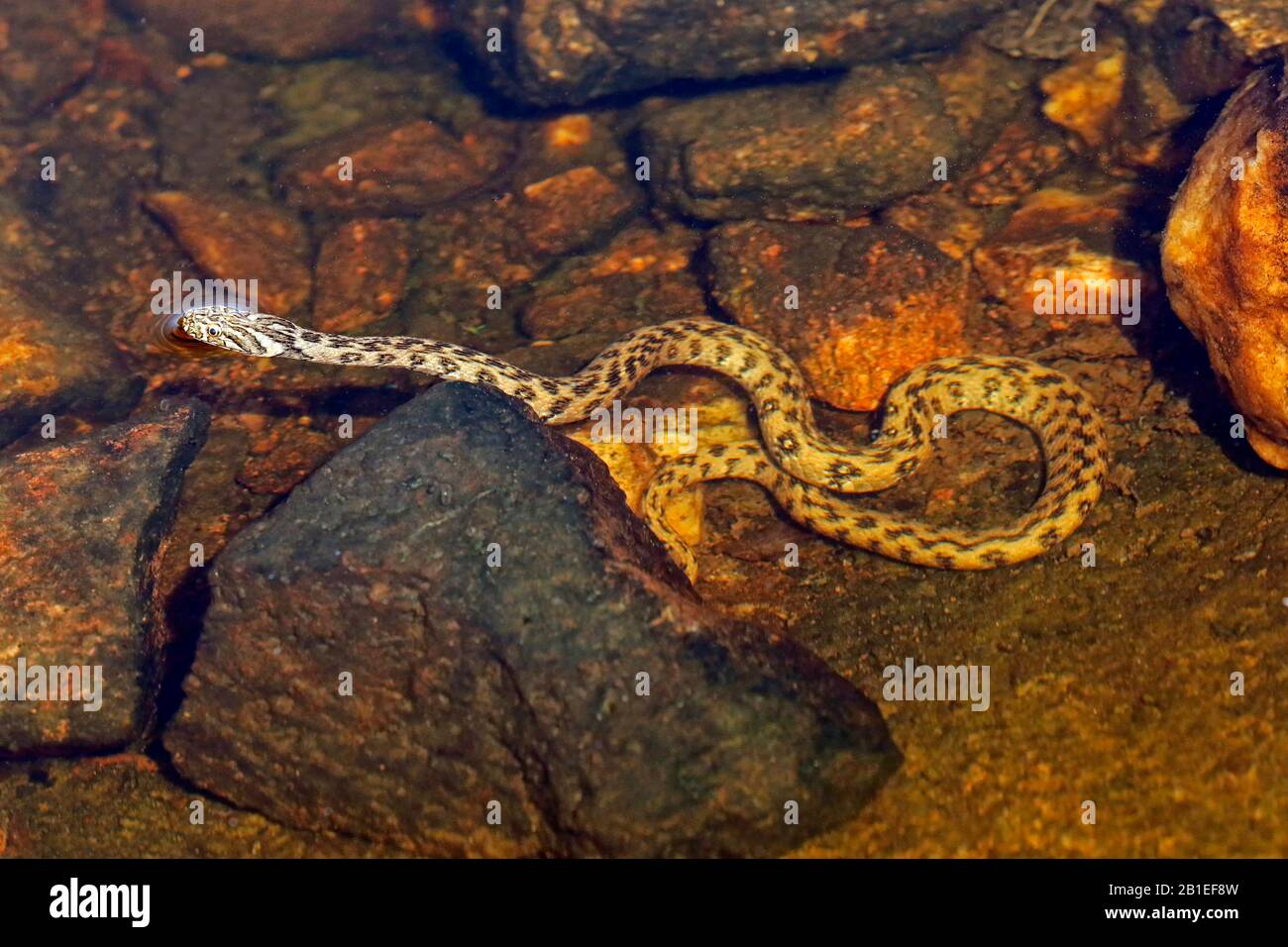 Viperine Water Snake (Natrix maura) in a pool of the plain of the ...