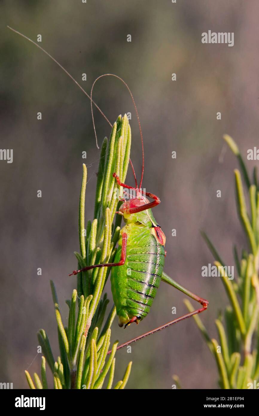 False Katydid (Barbitistes fischeri) on a shrub in summer, Plaine des ...