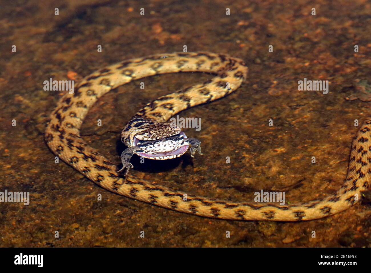 Viperine Water Snake (Natrix maura), predation of a Lowland Frog ...