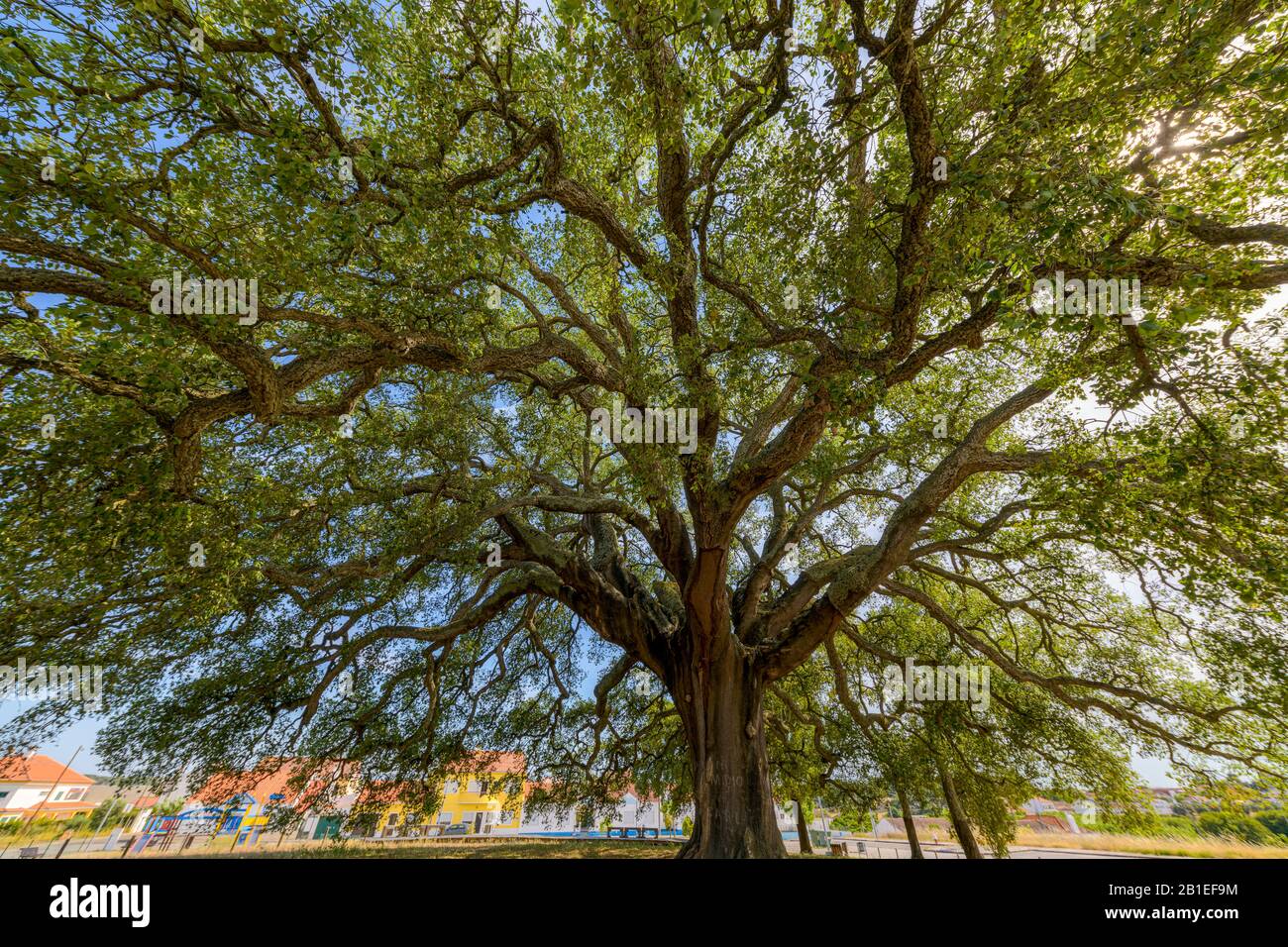 Cork oak (Quercus suber) remarkable multicentenary tree in Portugal ...