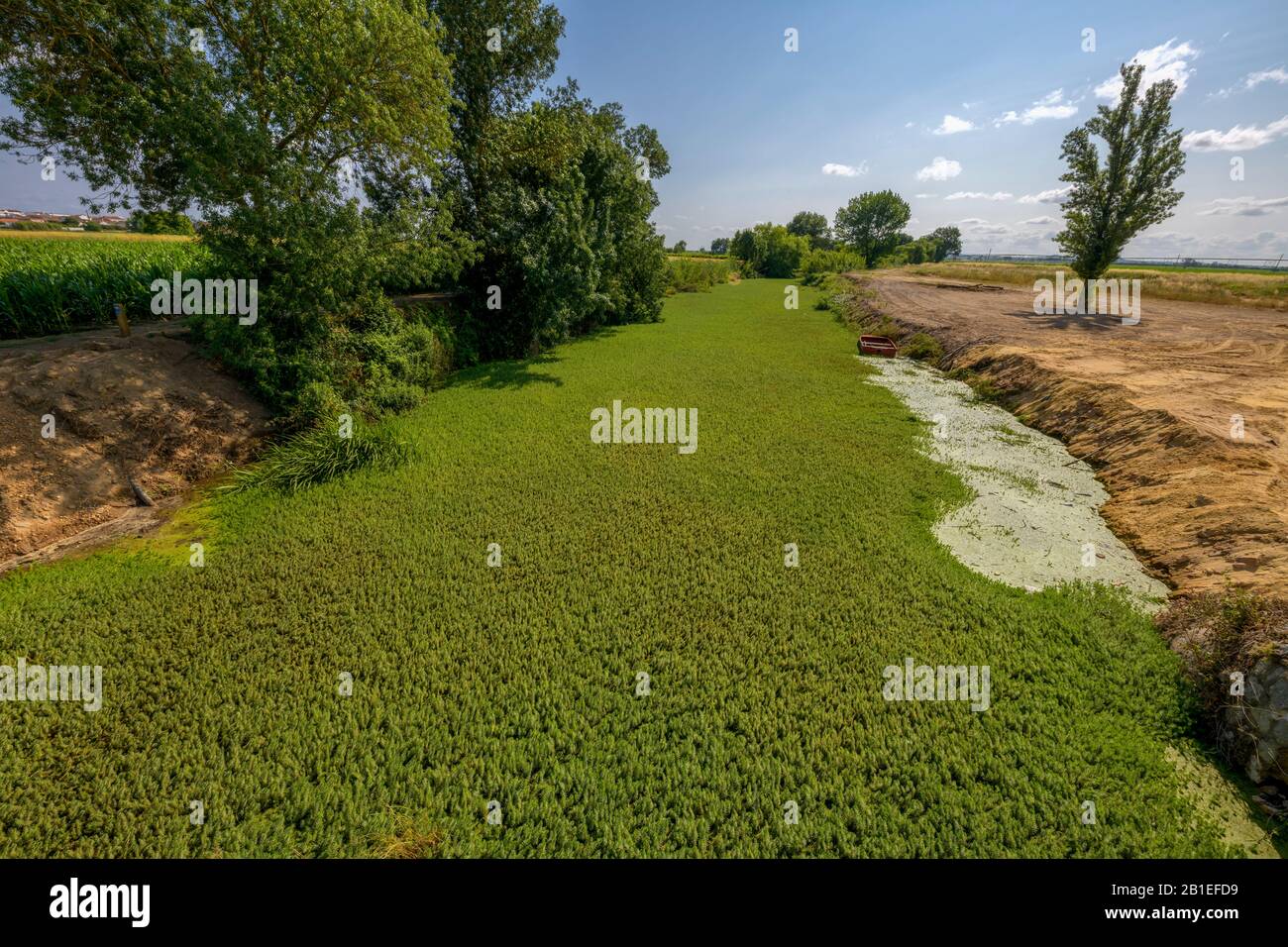 Polluted river, covered with invasive aquatic plants: Water hyacinths ...
