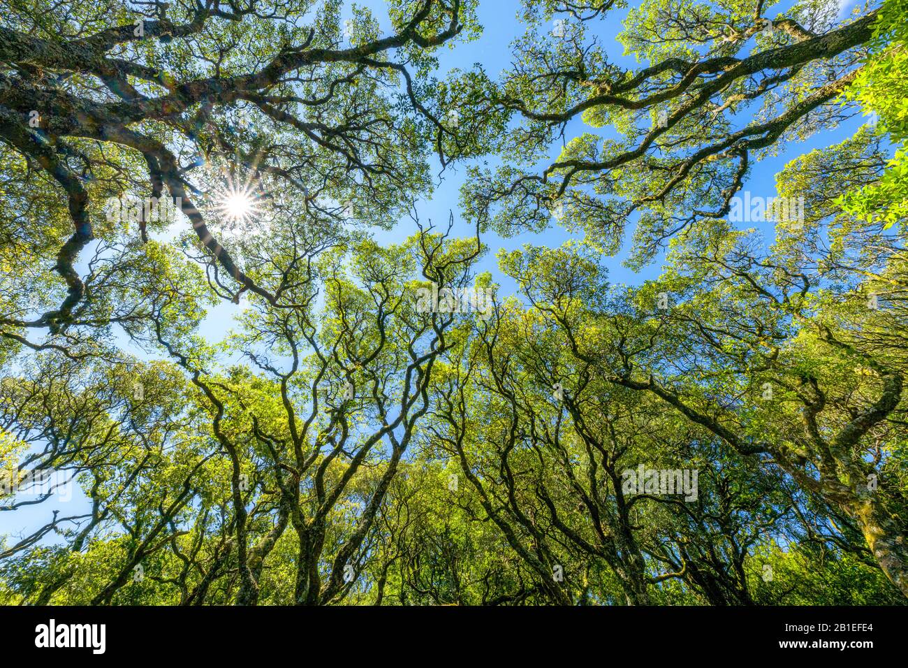Evergreen broad leaved forest hi-res stock photography and images - Alamy