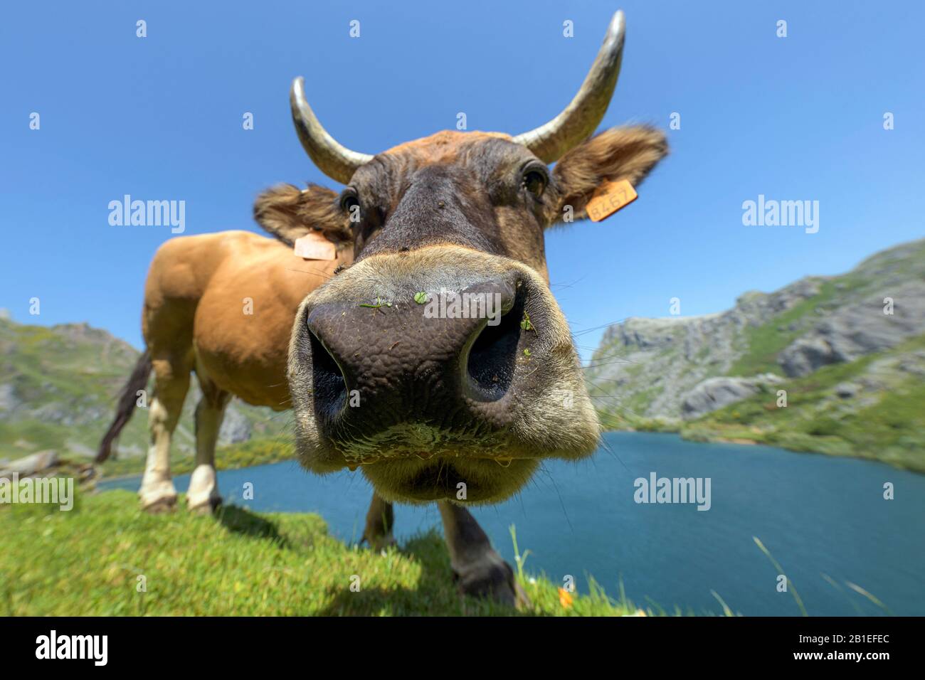 Curious cow, Lago del Valle, Somiedo NP, Cantabrian Channel in Asturias ...