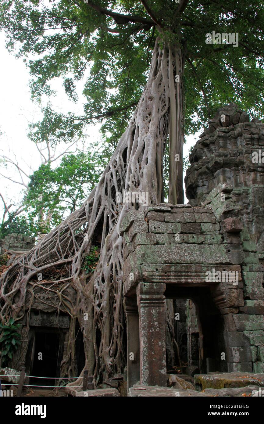 Council tree (Ficus altissima) on the archaeological site of Ta Prohm ...