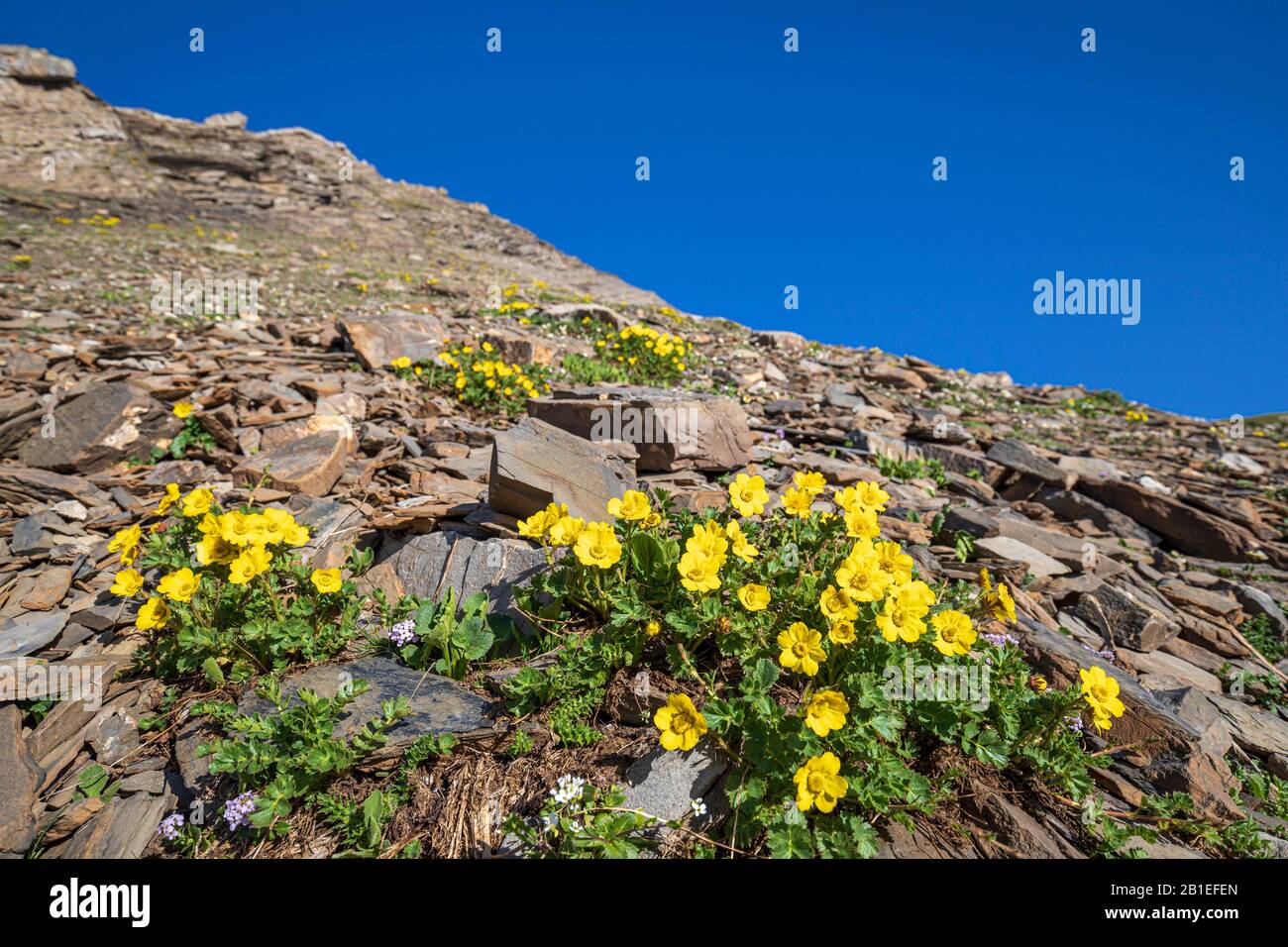 Geum Reptans High Resolution Stock Photography and Images - Alamy