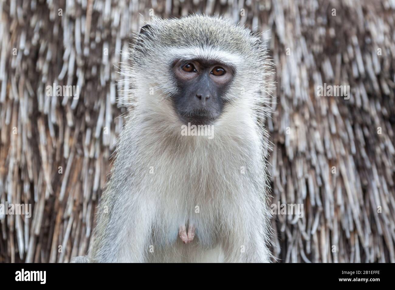 A cute monkey in Kruger National Park, South Africa Stock Photo - Alamy