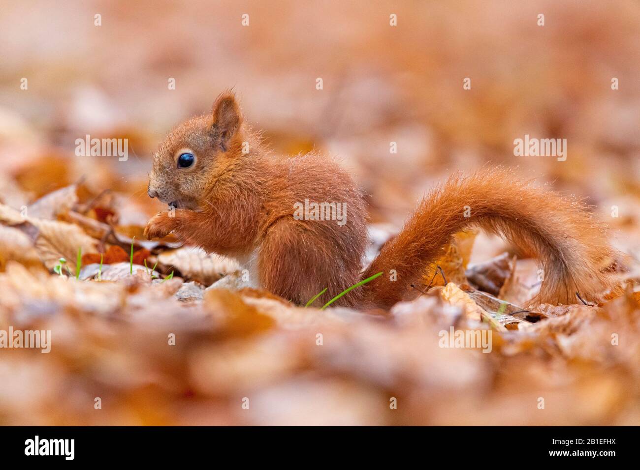 Red Squirrel (Sciurus vulgaris), side view of a juvenile eating seeds ...
