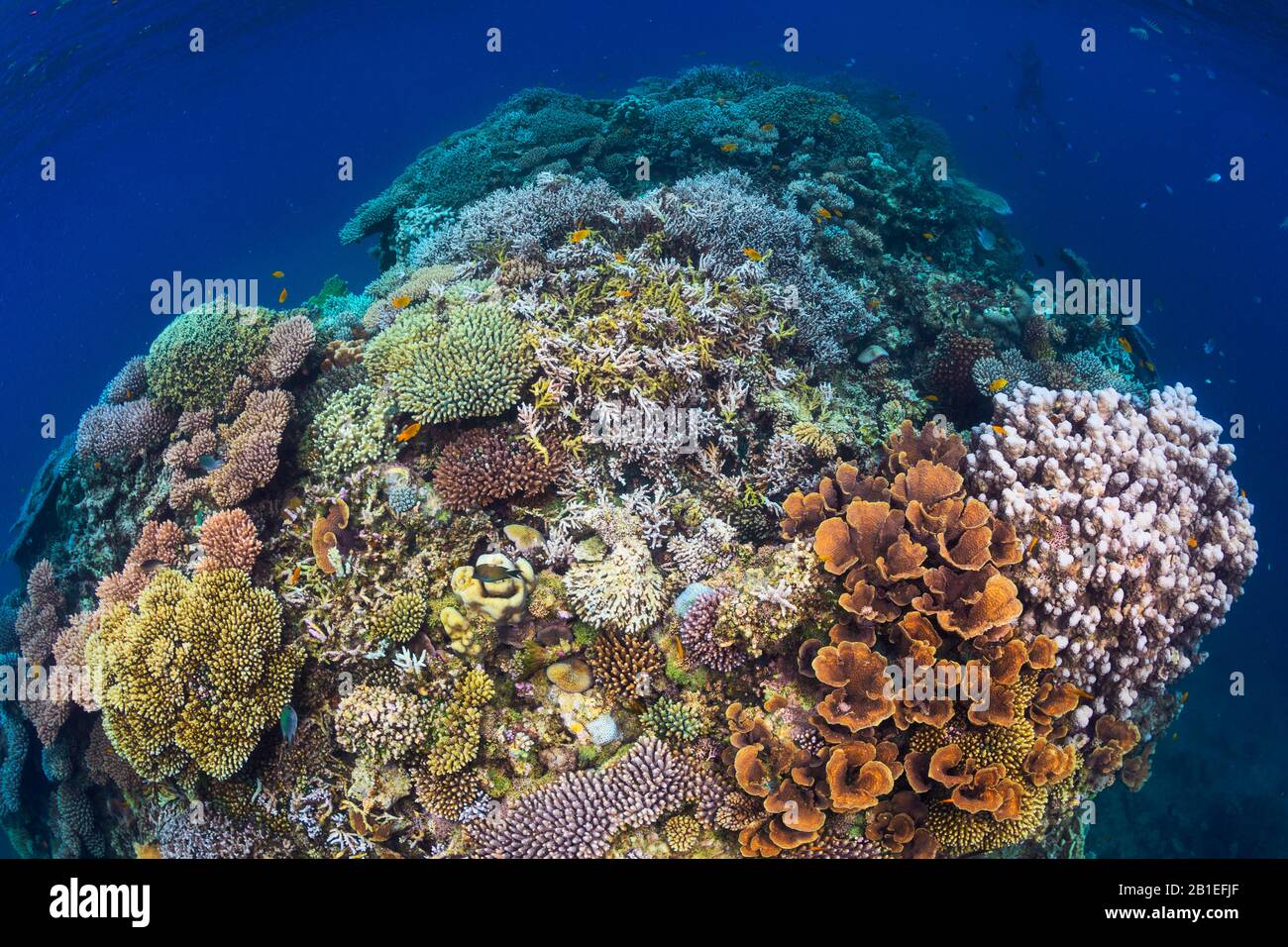 Tropical reefs hi-res stock photography and images - Alamy