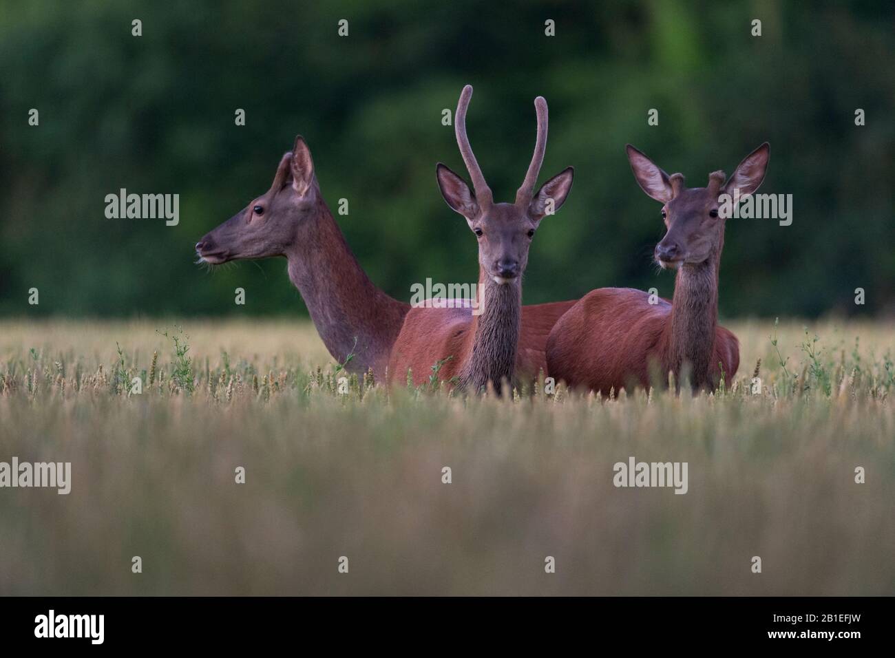 Red Deer (Cervus Elaphus), Group of young deers in wheat field, Haut de ...