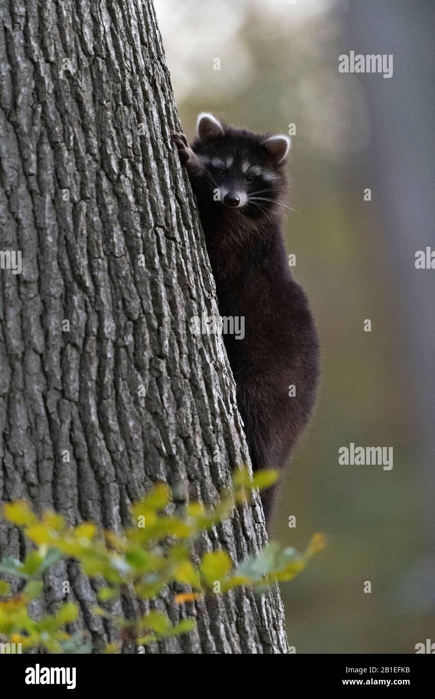 Raccoon procyon lotor climbing a tree hi-res stock photography and ...