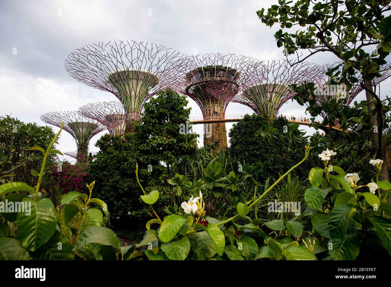 Singapore: Supertrees in the Gardens by the Bay (park). Supertree grove ...