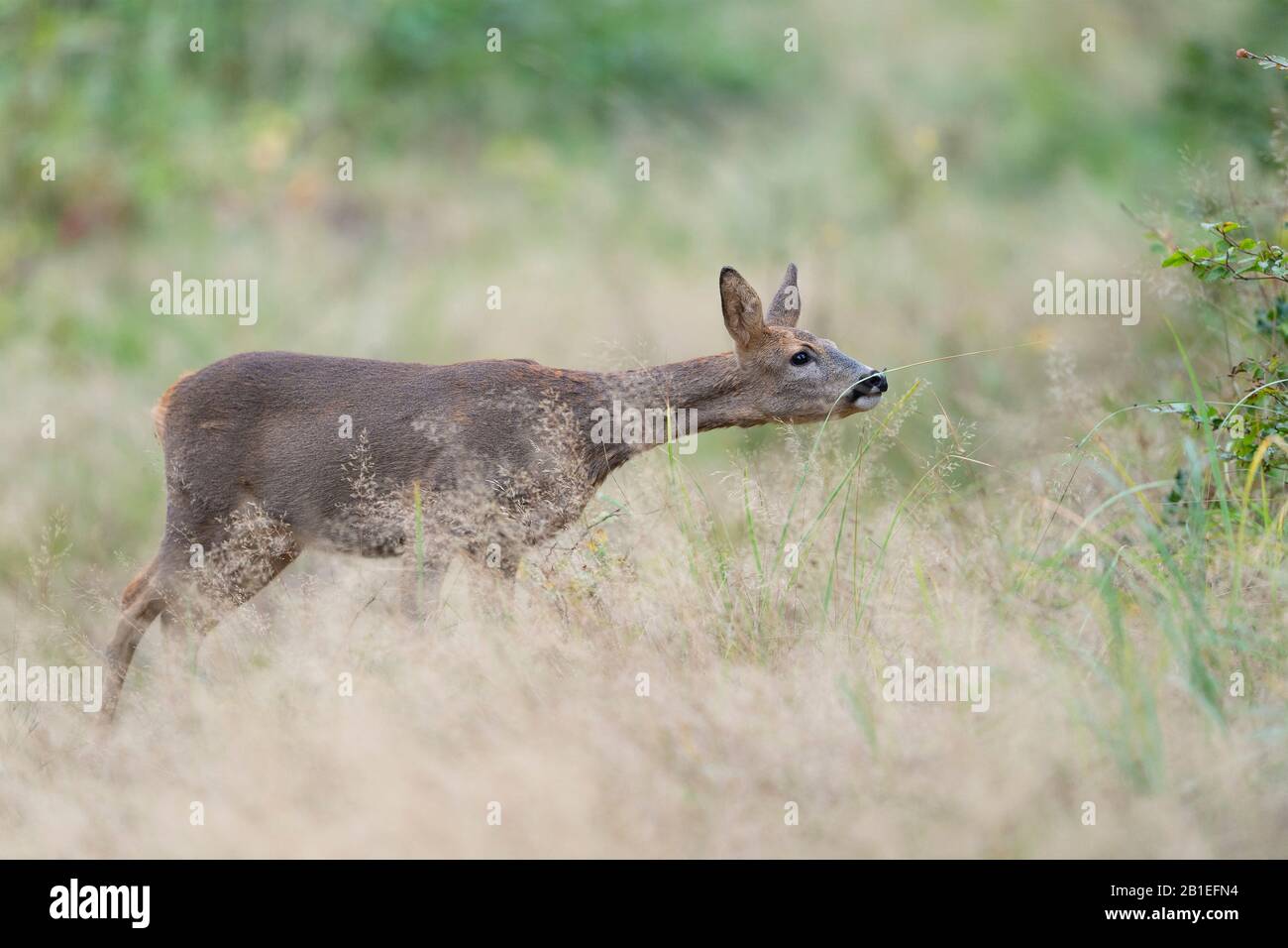 Roe Deer (Capreolus capreolus), female roe deer smelling in a clearing ...