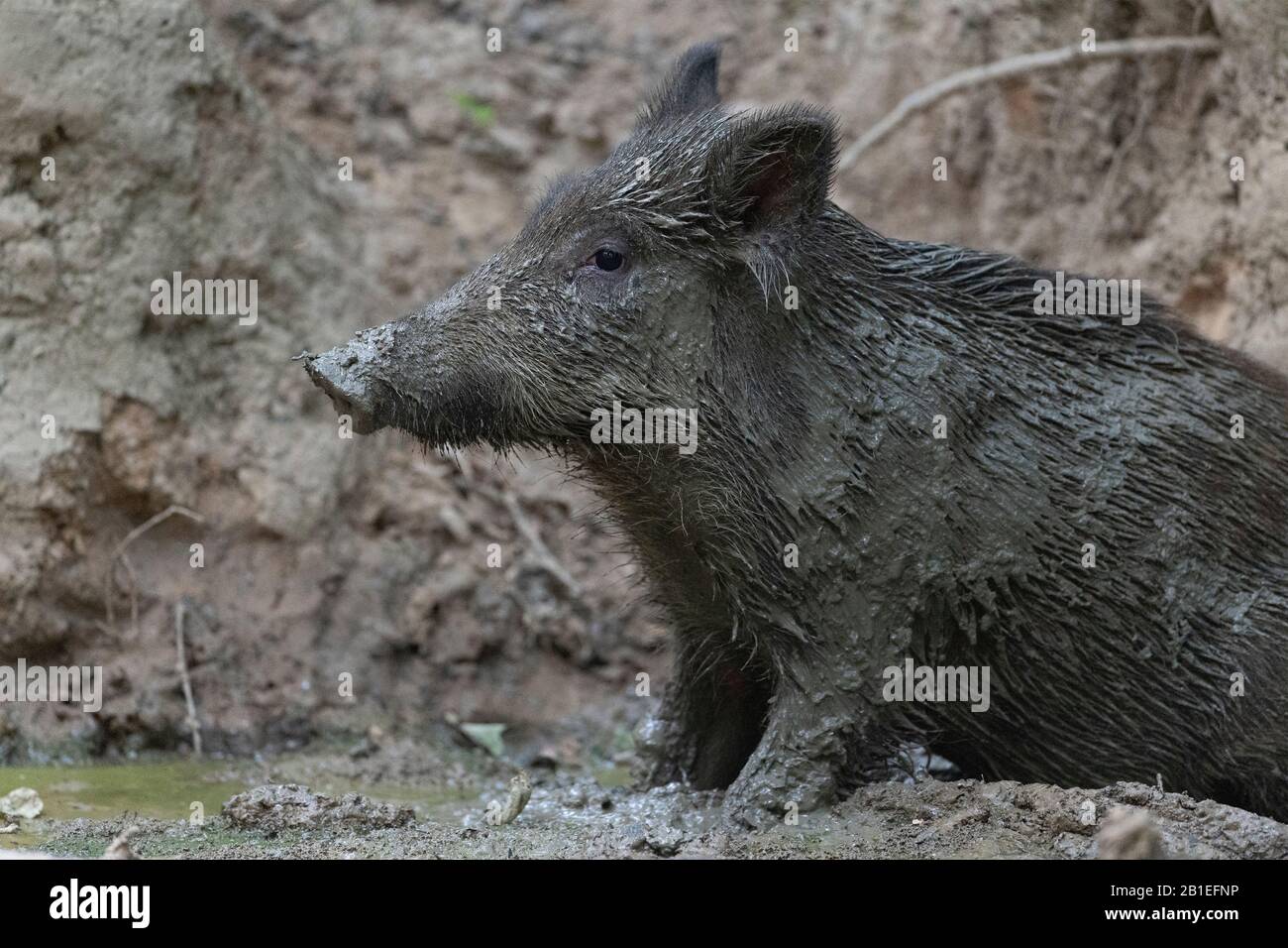 Wild Boar (Sus scrofa), young boar covered with mud in a pool of mud ...