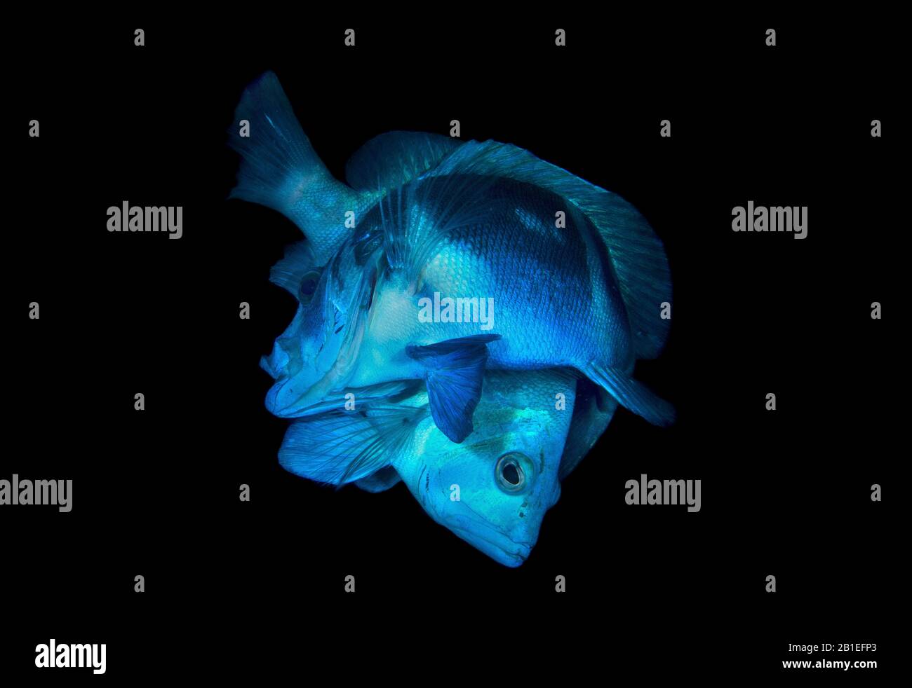 Blue hamlet fish hi-res stock photography and images - Alamy