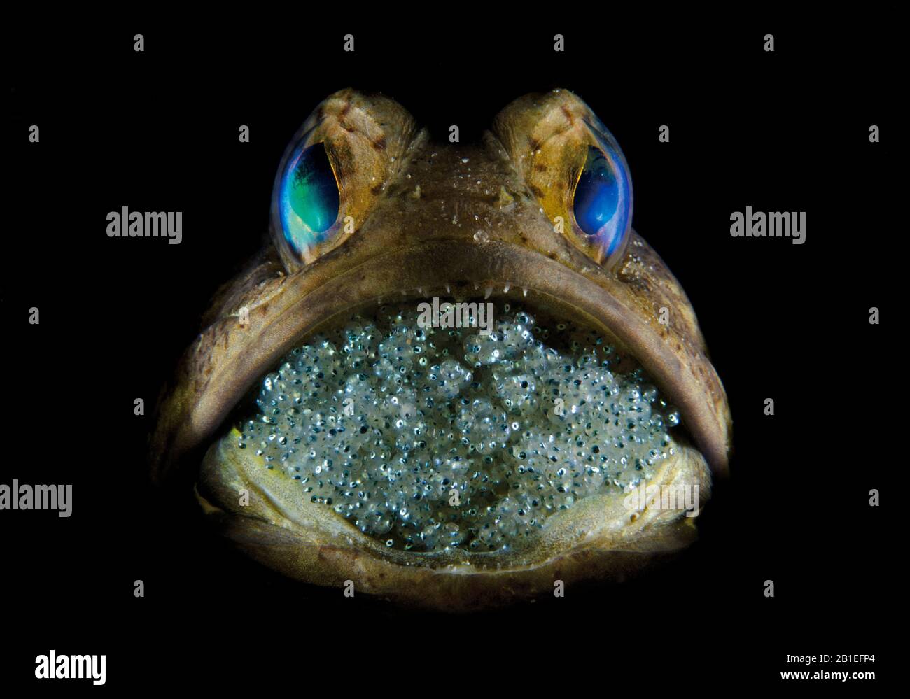 Black jawfish with eggs hi-res stock photography and images - Alamy