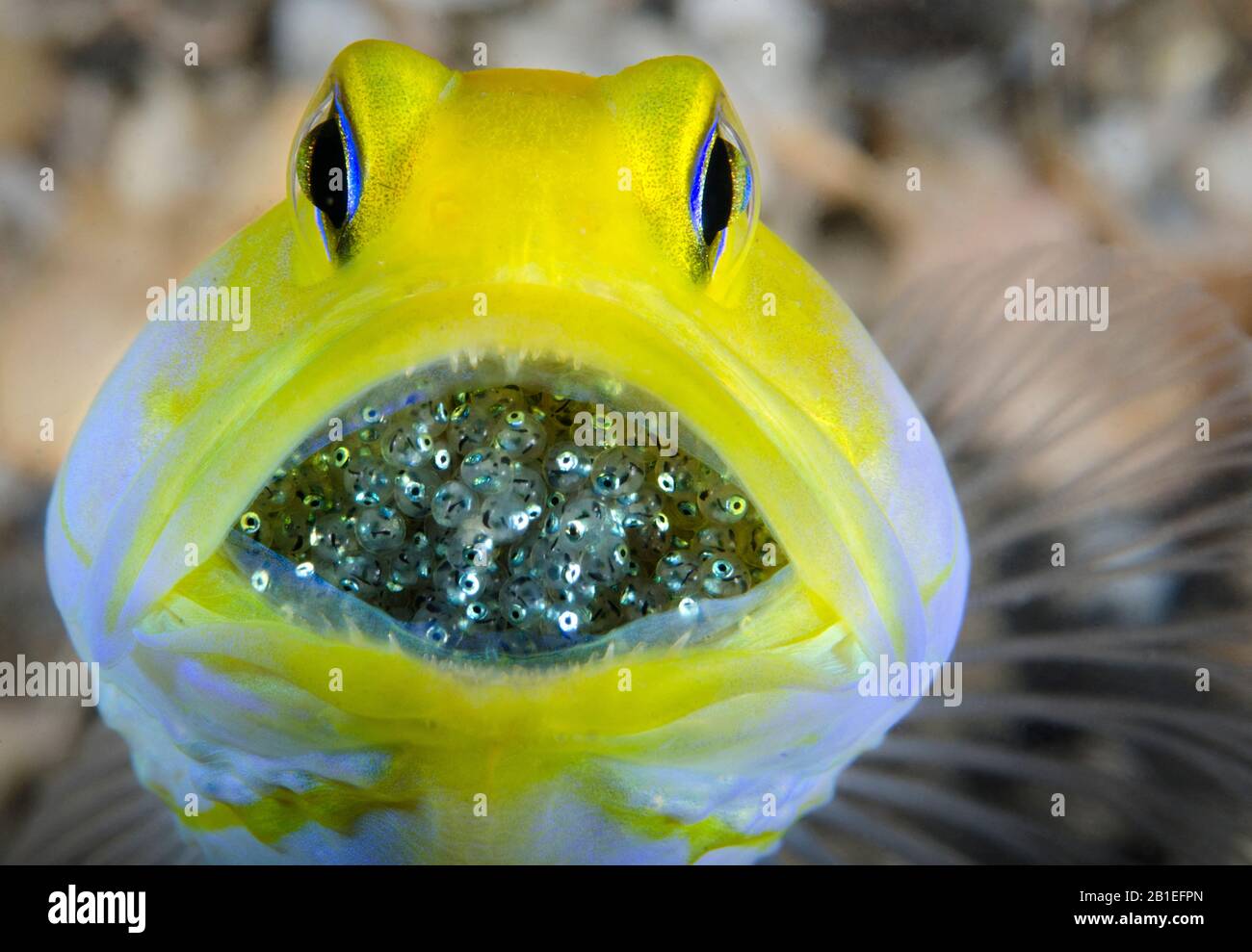 Male brooding the eggs hi-res stock photography and images - Alamy