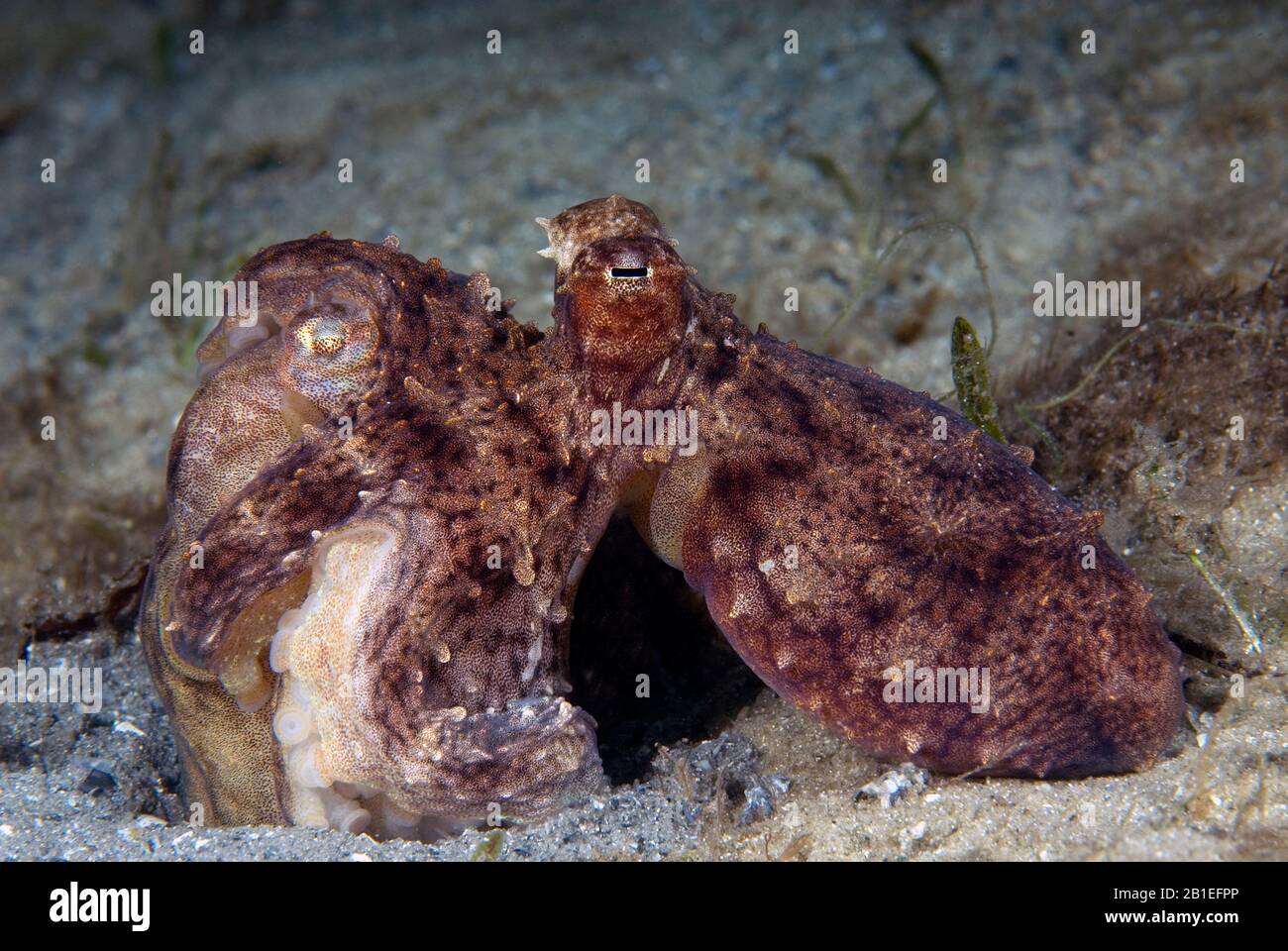 Octopus Fighting High Resolution Stock Photography and Images - Alamy