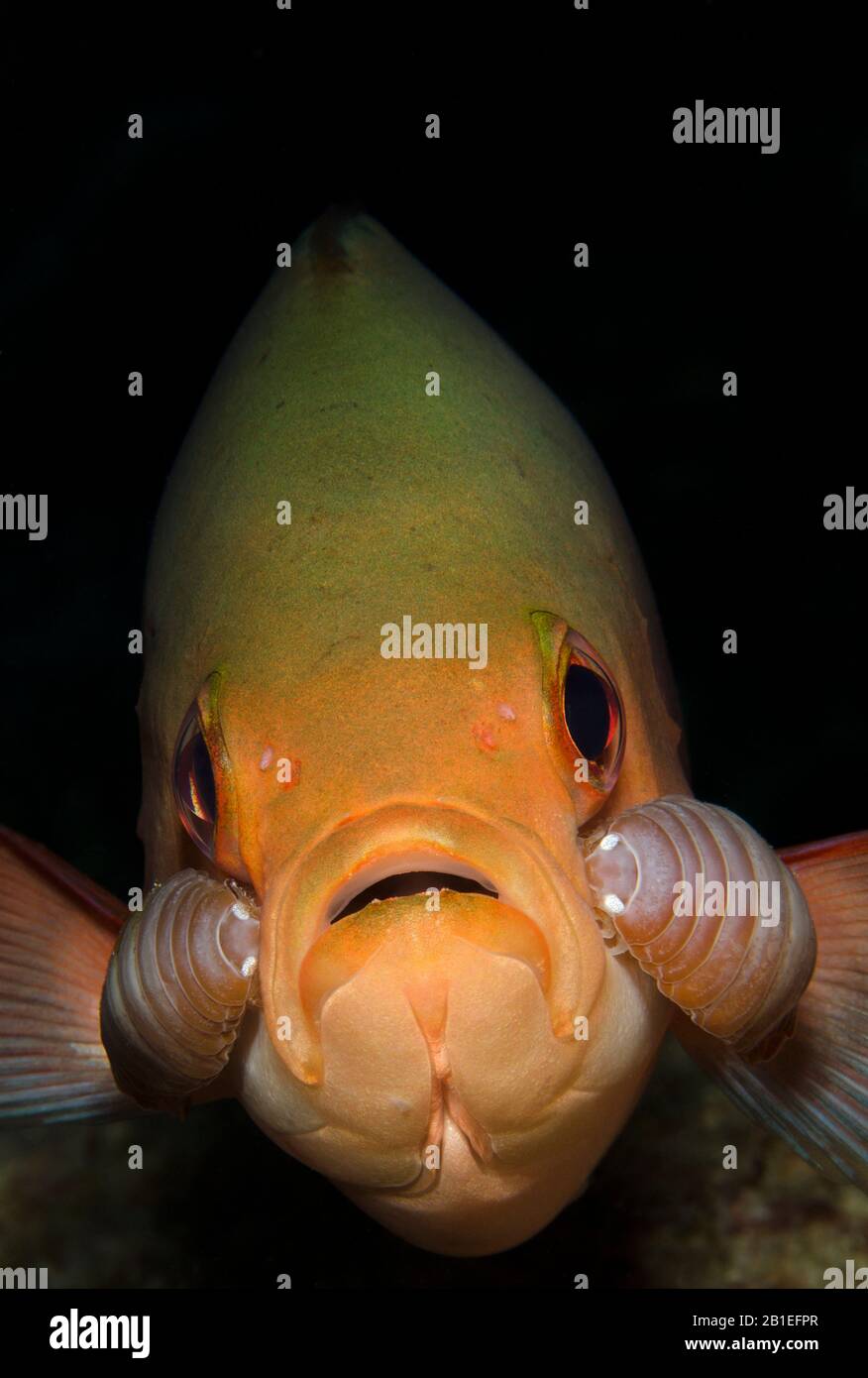 Creole Fish Paranthias Furcifer High Resolution Stock Photography and ...