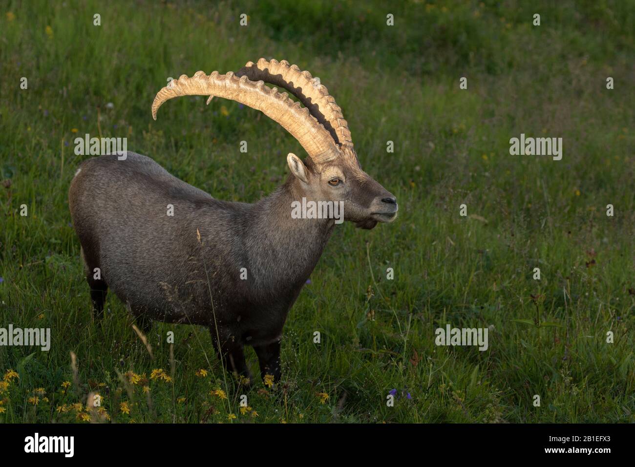 Male ibexes hi-res stock photography and images - Alamy
