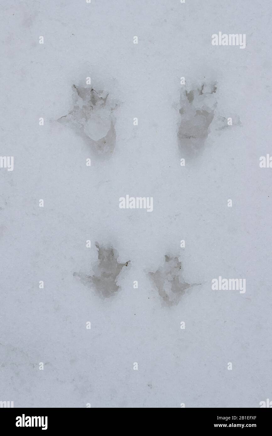 Squirrel tracks snow hi-res stock photography and images - Alamy