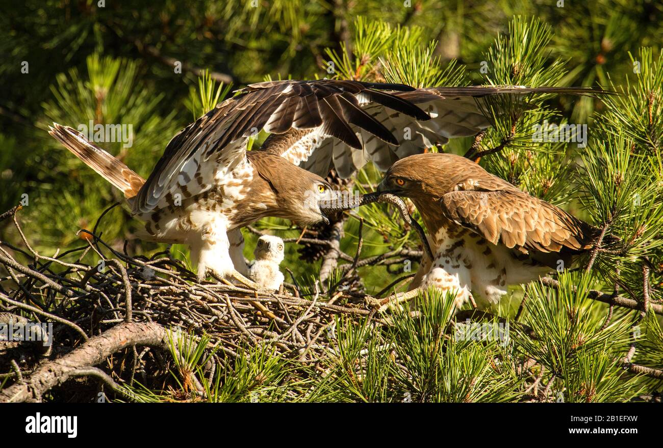 Circaetus gallicus nest hi-res stock photography and images - Alamy