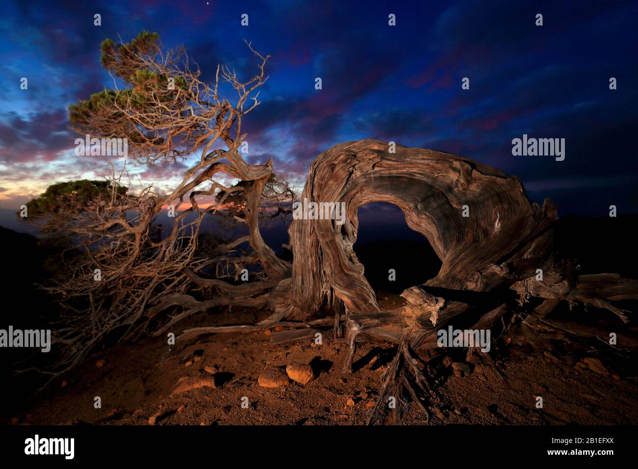 Juniperus thurifera gallica hi-res stock photography and images - Alamy