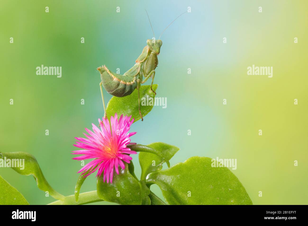 mantis pigmea praying mantis female camouflaged in garden flowers ...